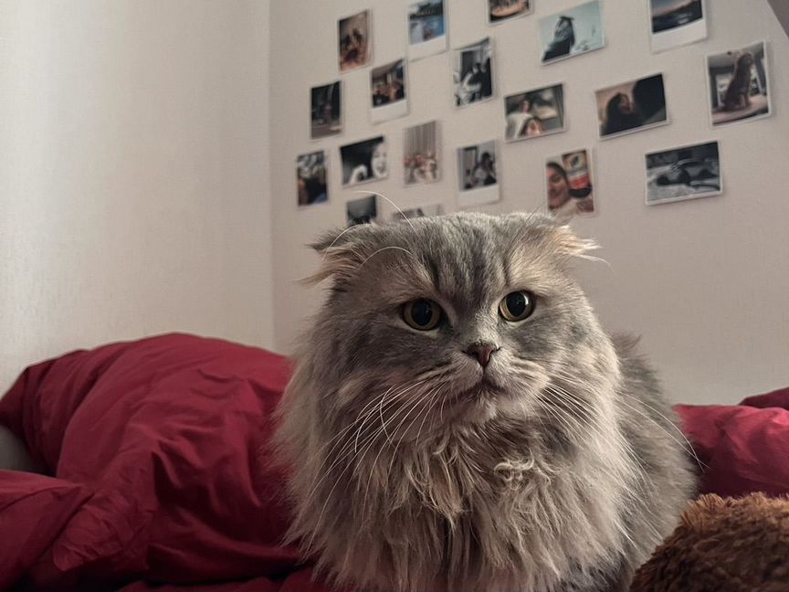 Шотландский кот