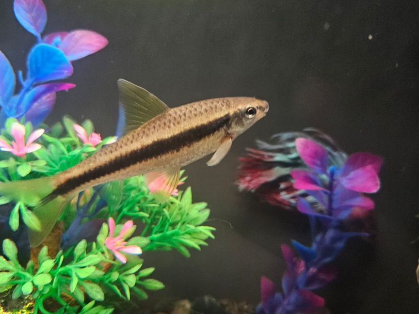 Сиамский водорослеед