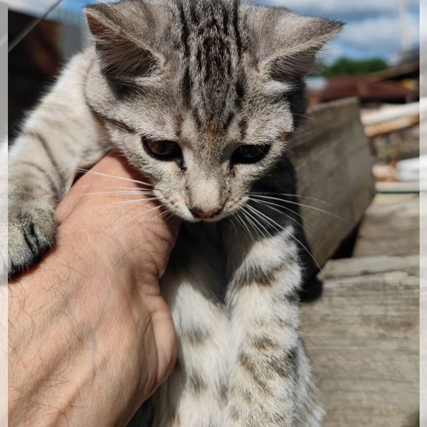 Котенок царапкин в хорошие руки