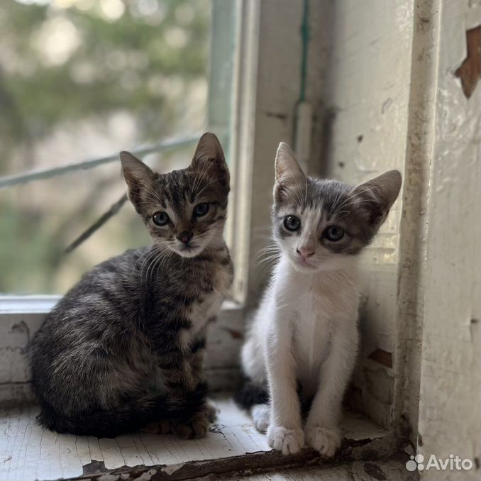 Котята в добрые руки Ростов-на-Дону