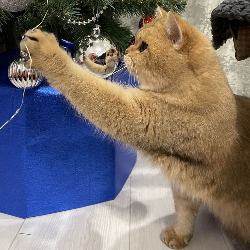 Отдам кошку в добрые руки