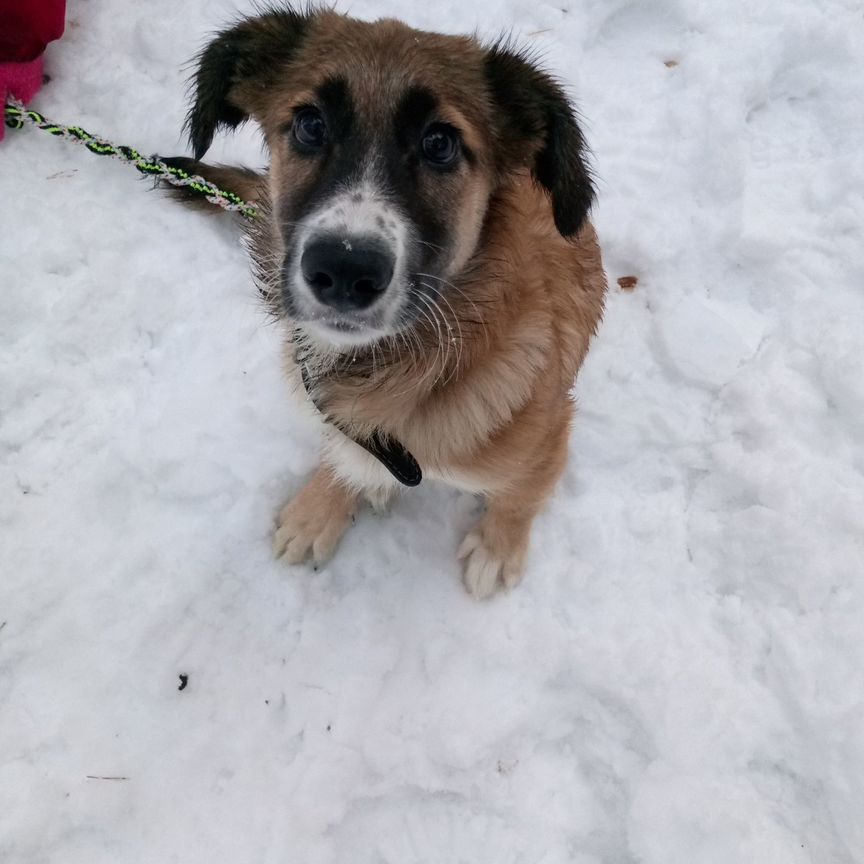 Отдам бесплатно в добрые руки