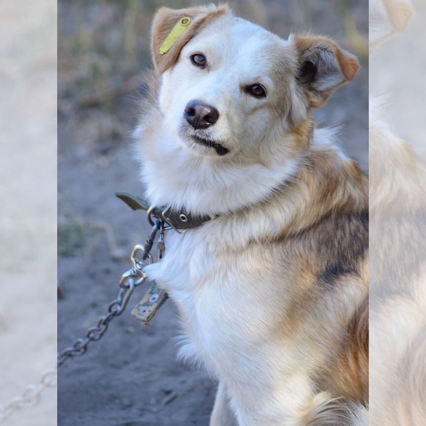 Рыжая собачка Белочка