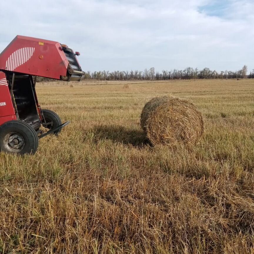 Солома овсяная