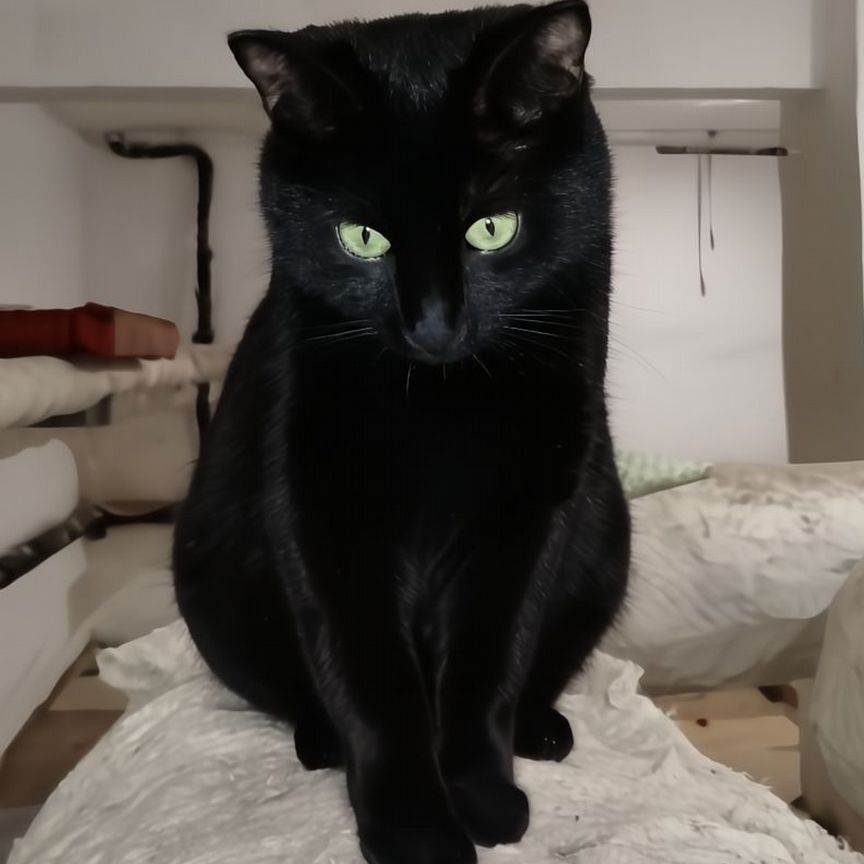 Взрослый кот в добрые руки