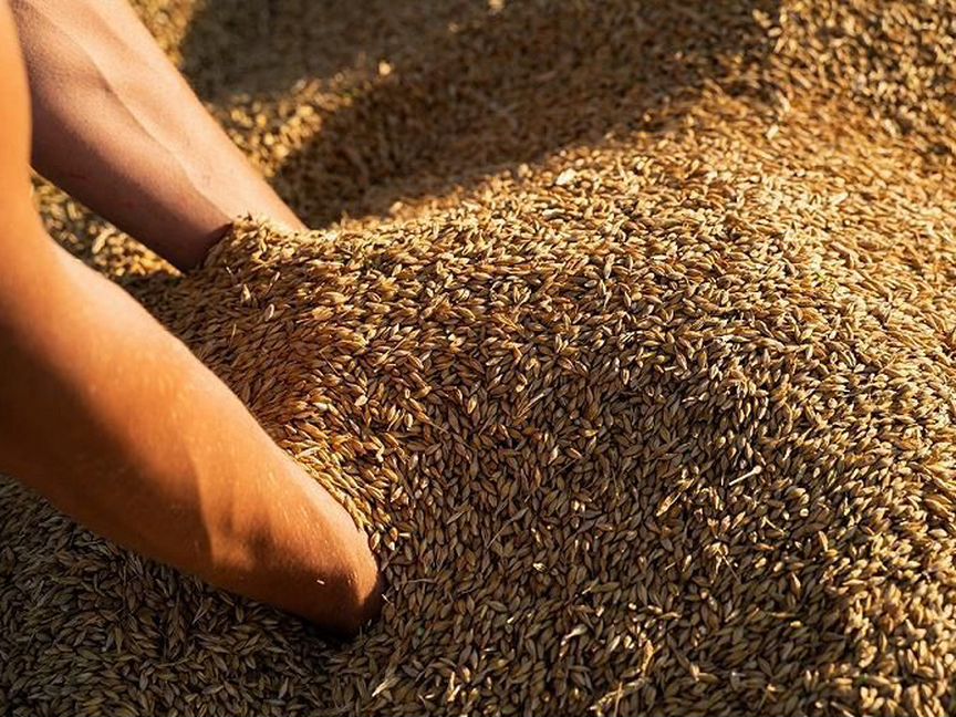 Зерно овес ячмень пшеница