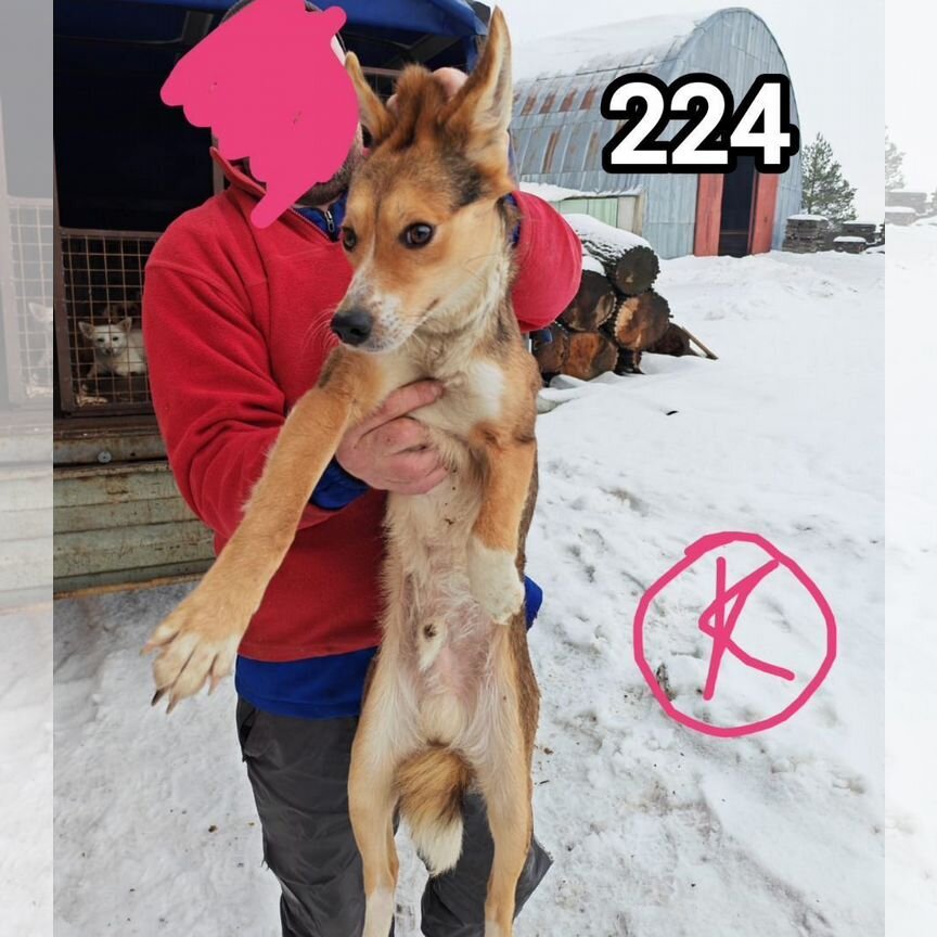 Взрослый пёс в добрые руки