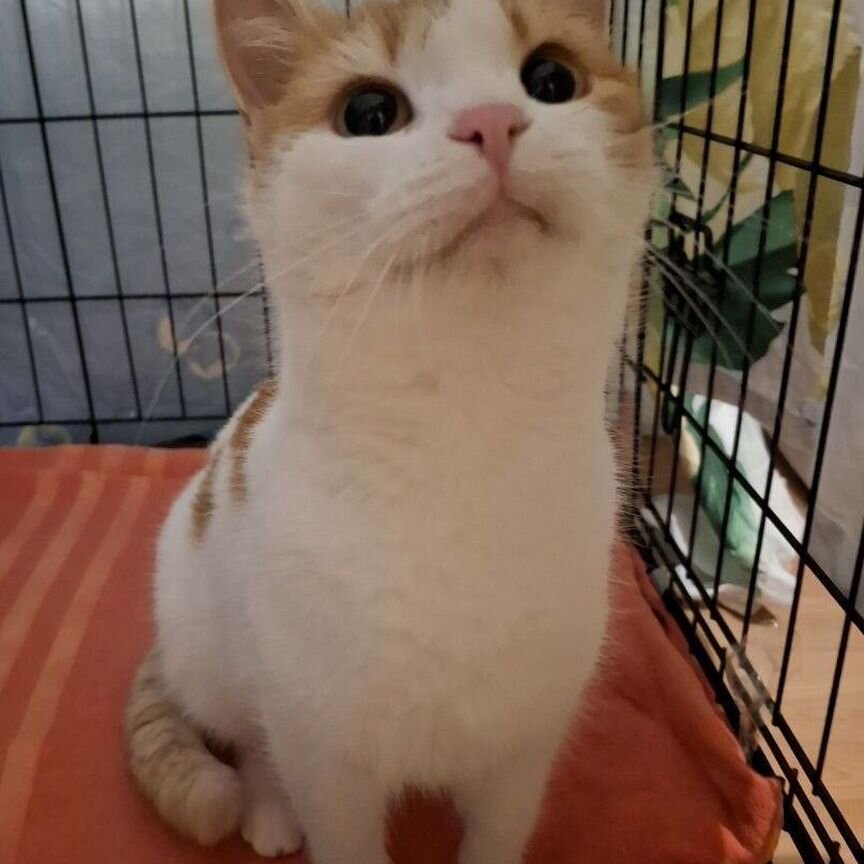 Кошечка, 2,5 года