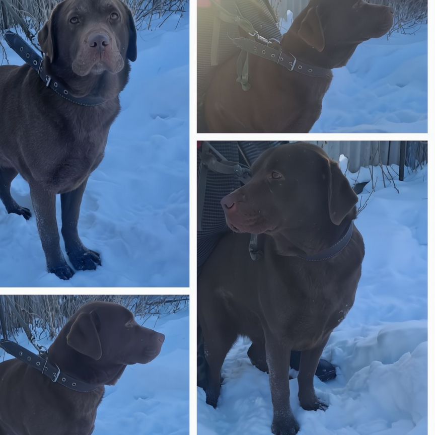 Лабрадор-ретривер, взрослая собака