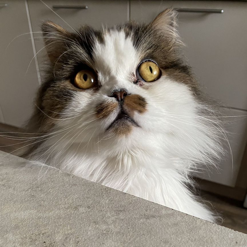 Шотландский прямоухий длинношёрстный, взрослый кот