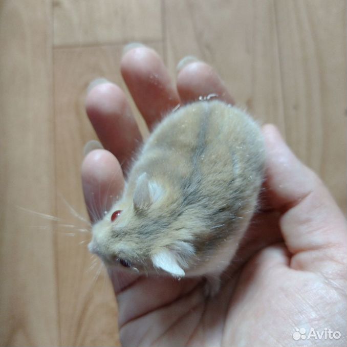 Джунгарские хомячки