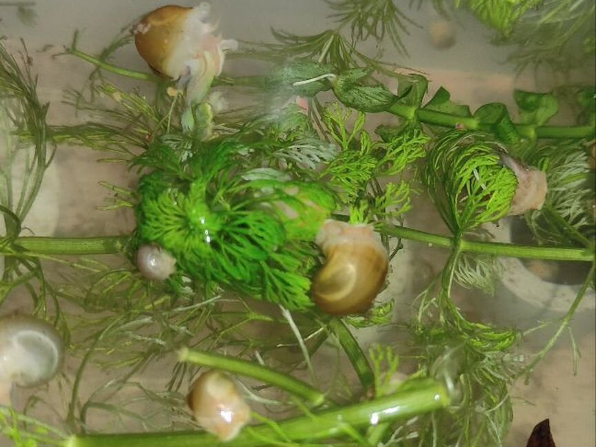 Улитки ампулярии