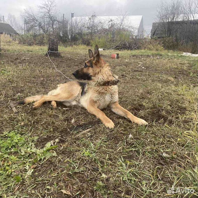 Немецкая овчарка(Макс)