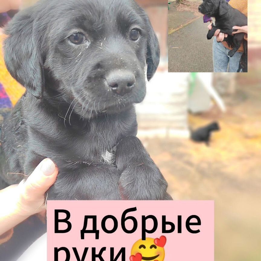 Щенки в добрые руки