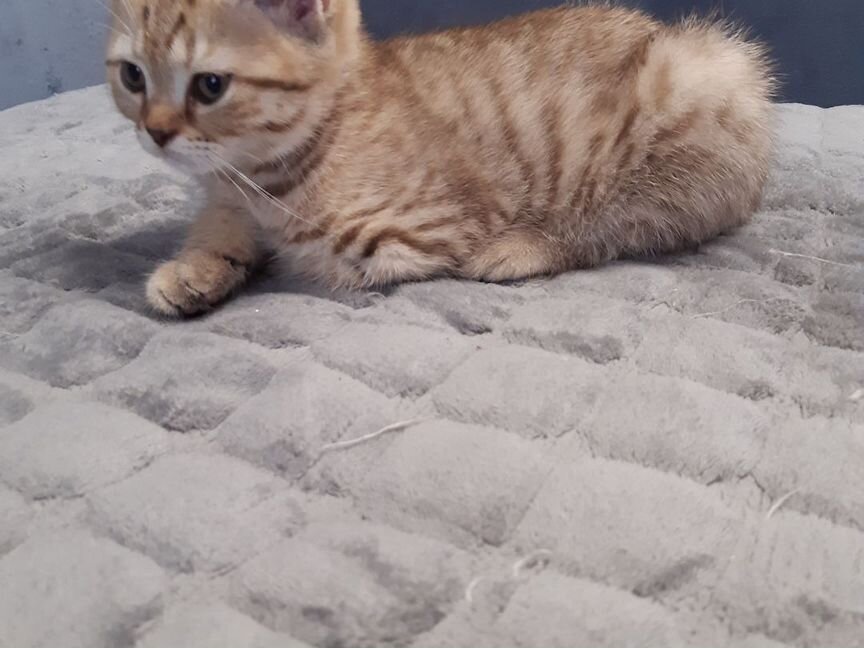 Британские котята