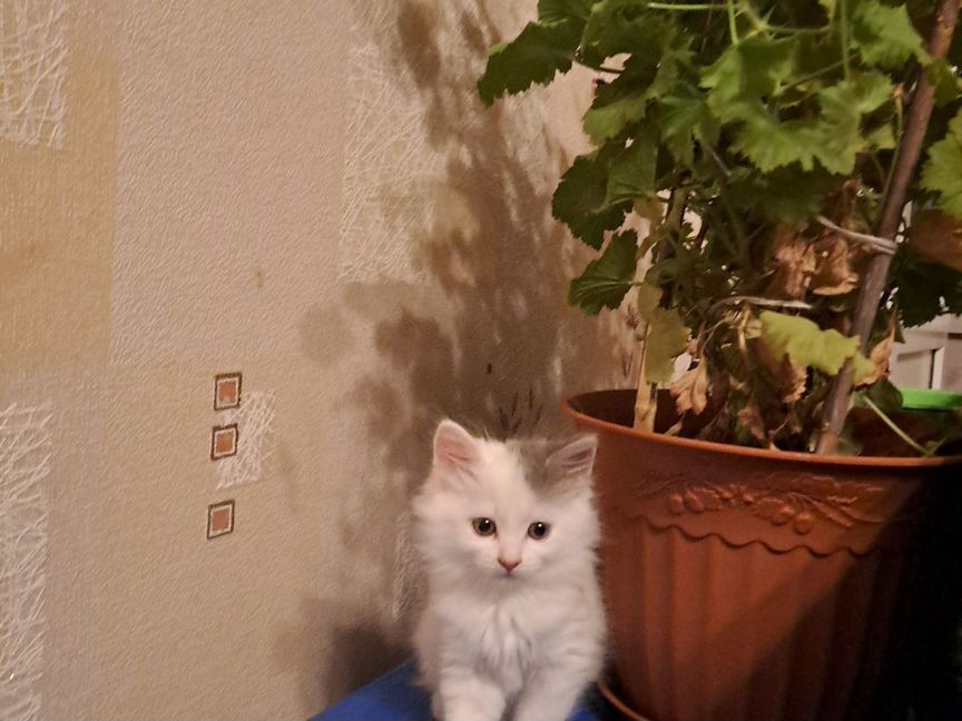 Котёнок Сэнди в самые добрые руки