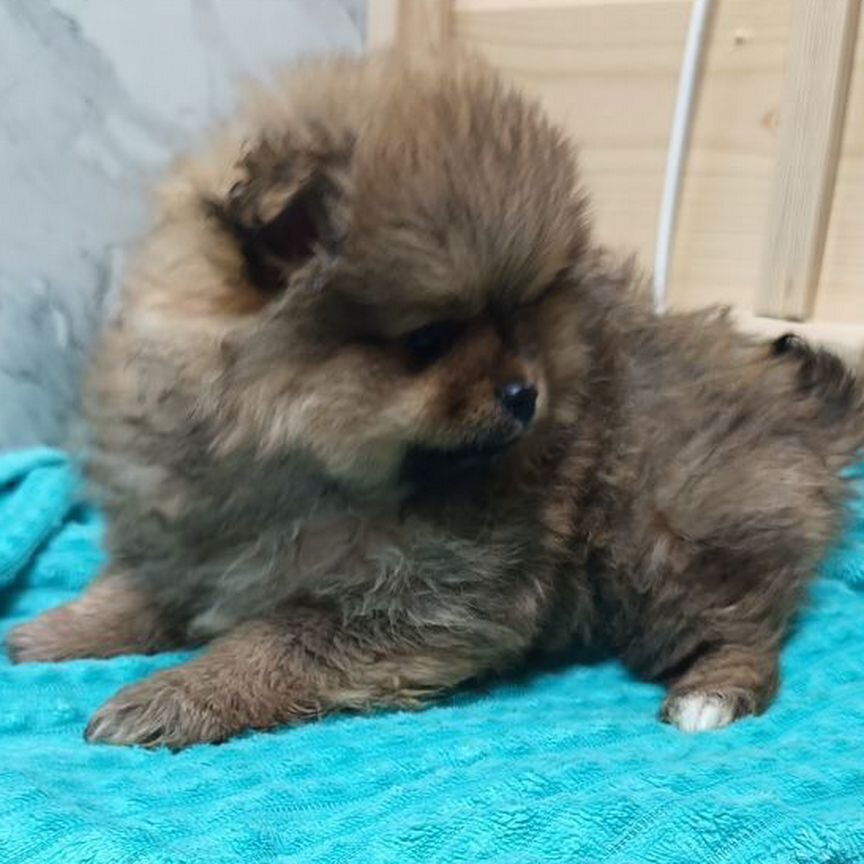 Померанский шпиц, щенок