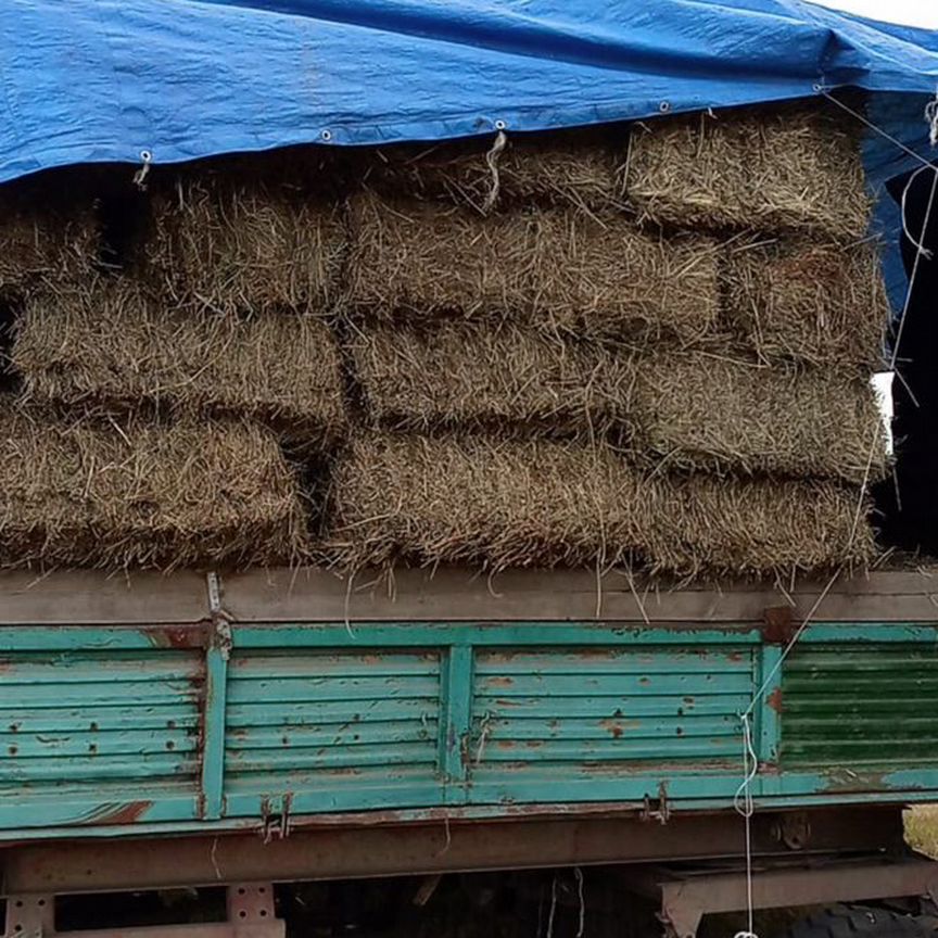 Продажа сена в тюках и рулонах Сено 2024 года