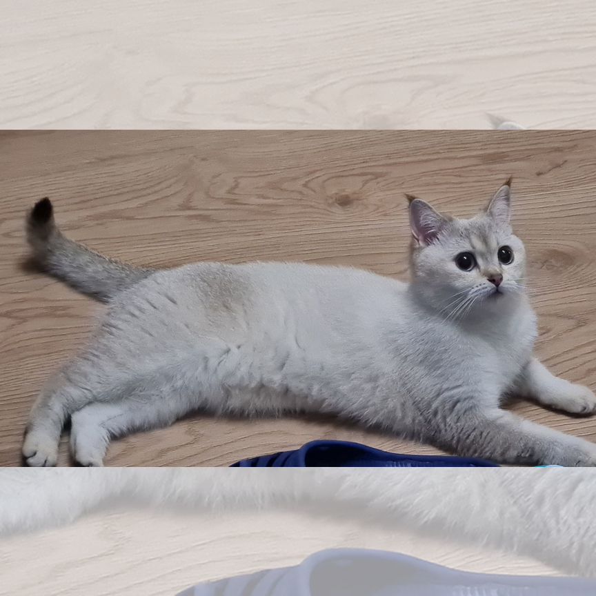 Британская короткошёрстная, взрослая кошка