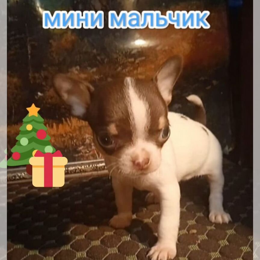 Мини чихуахуа