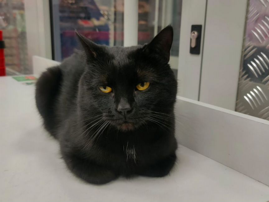 Котик молодой 1год