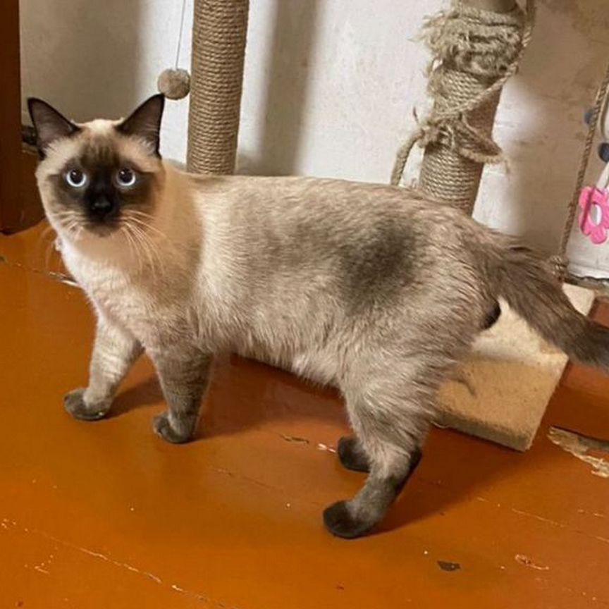 Сиамский кот