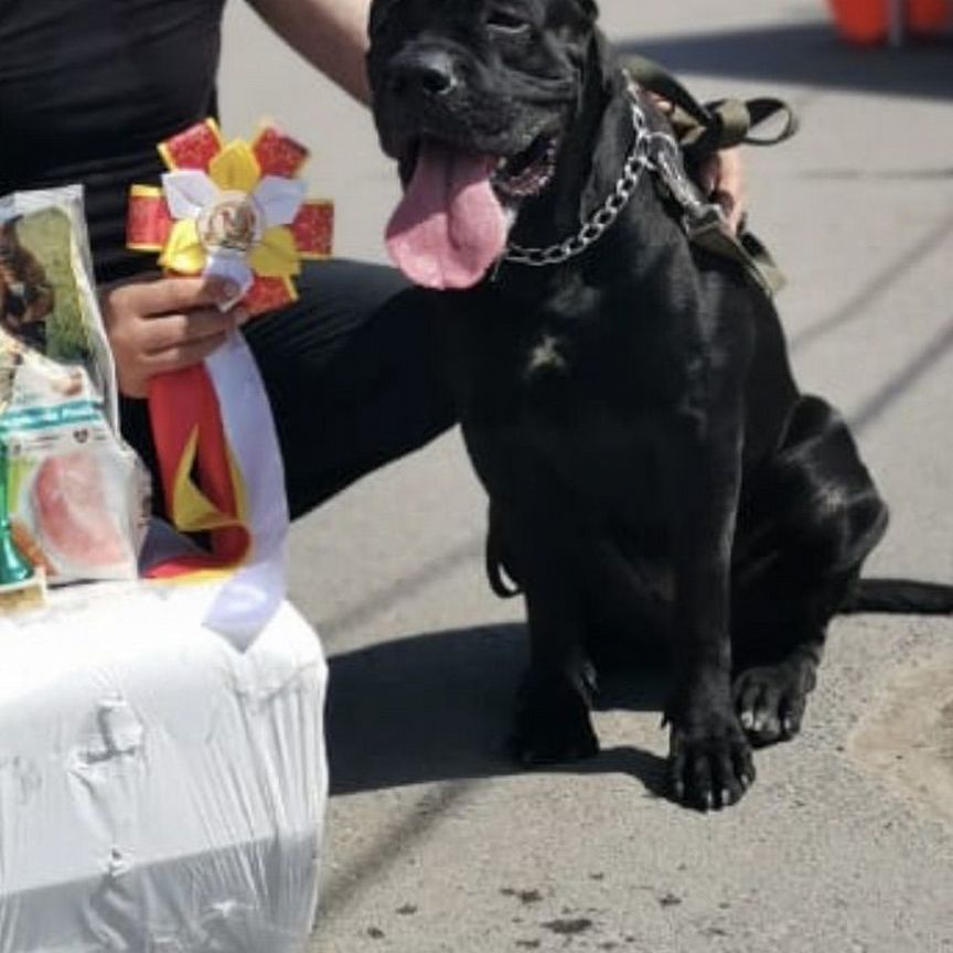 Продам собаку кане корсо