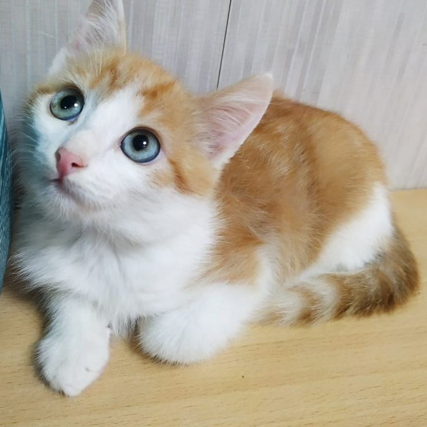Рыжий котёнок (мальчик)