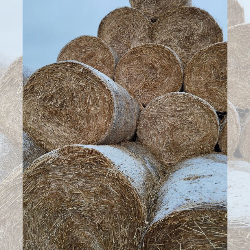 Солома просяная