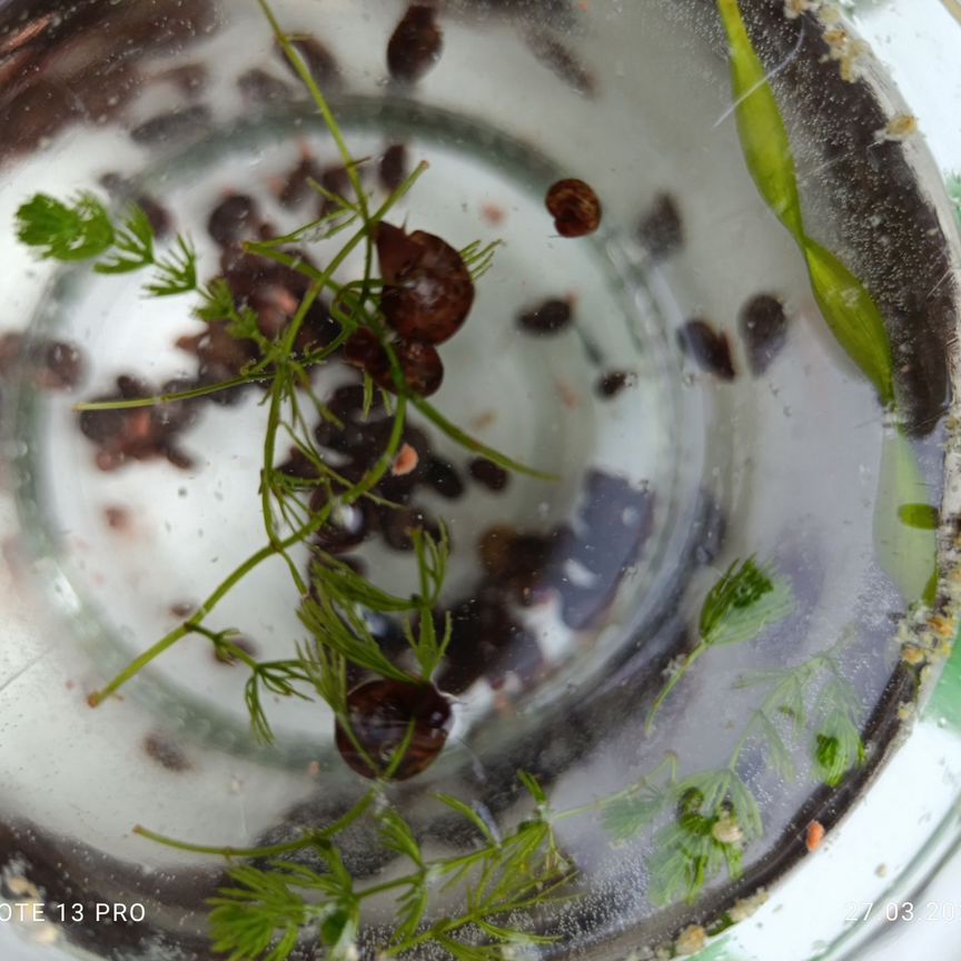 Аквариумные улитки