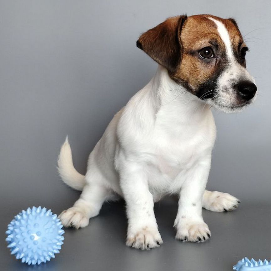 Джек-рассел-терьер, щенок