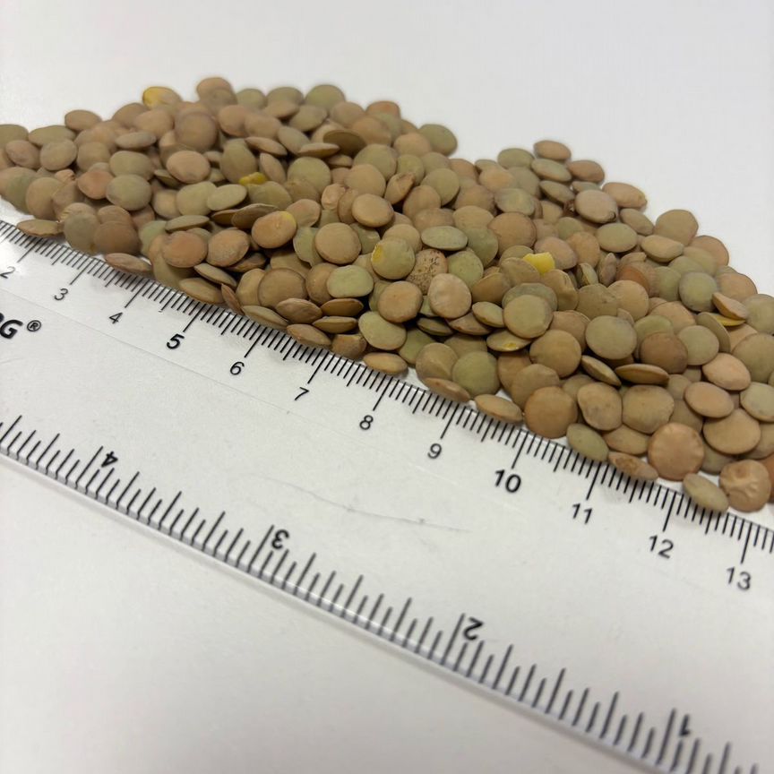 Чечевица зеленая оптом