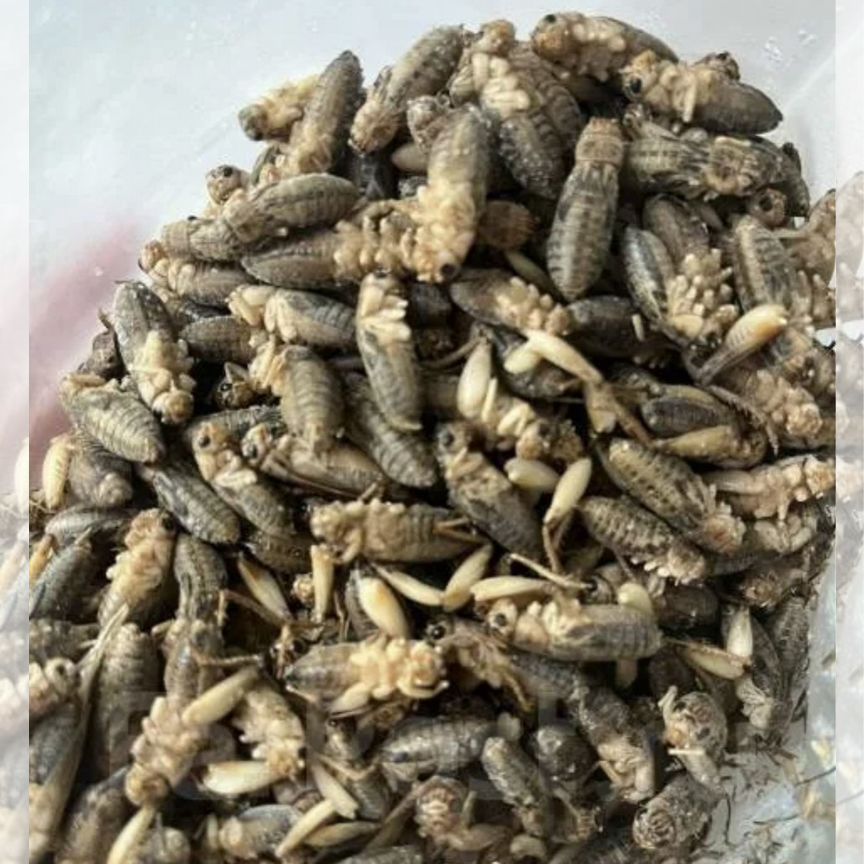 Сверчки банановые