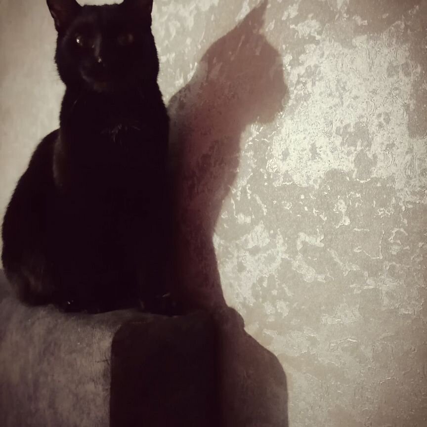 Кот ласкуша