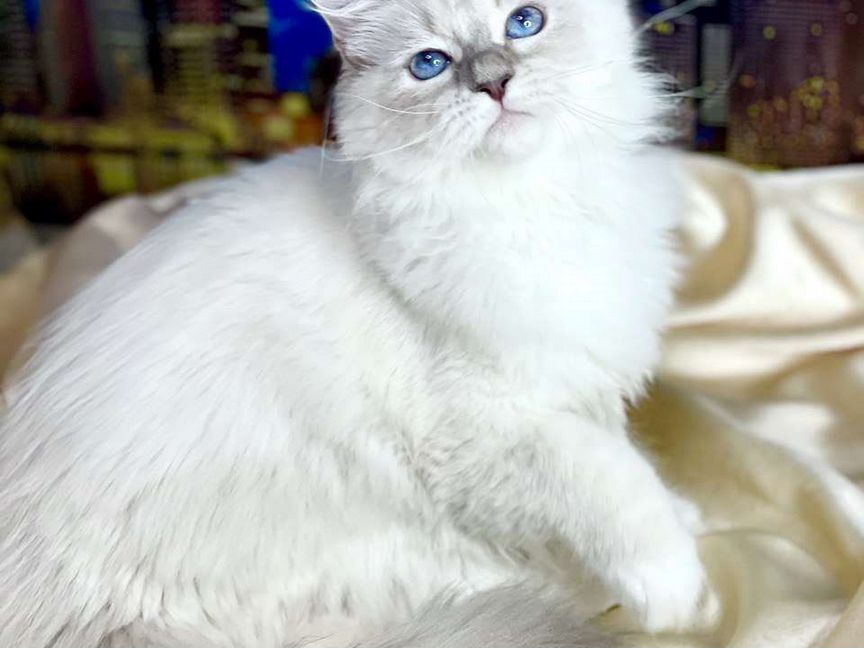 Невская маскарадная кошечка