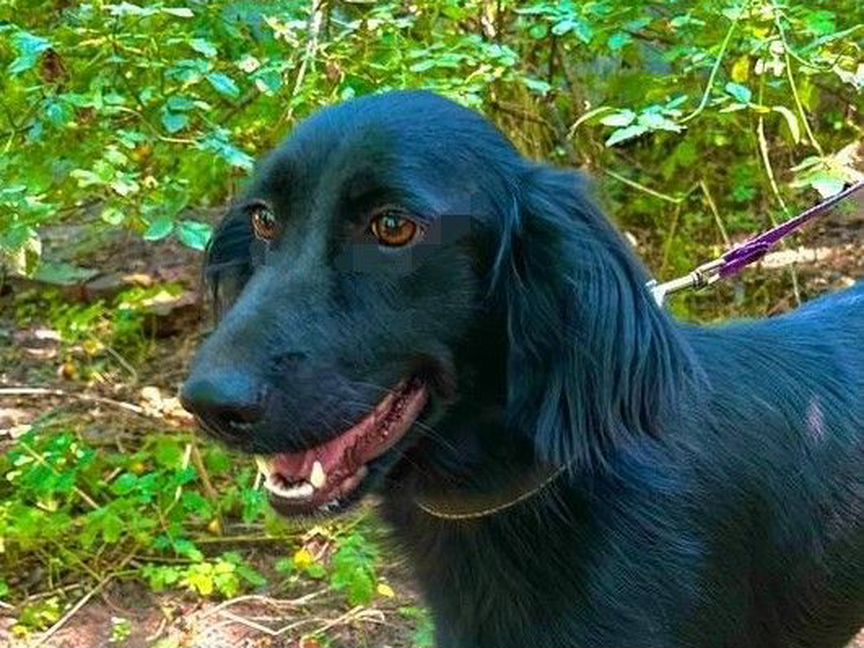 Собака в добрые руки отдам бесплатно