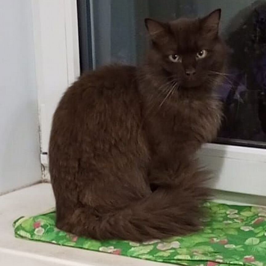 Котик шоколадного цвета в добрые руки