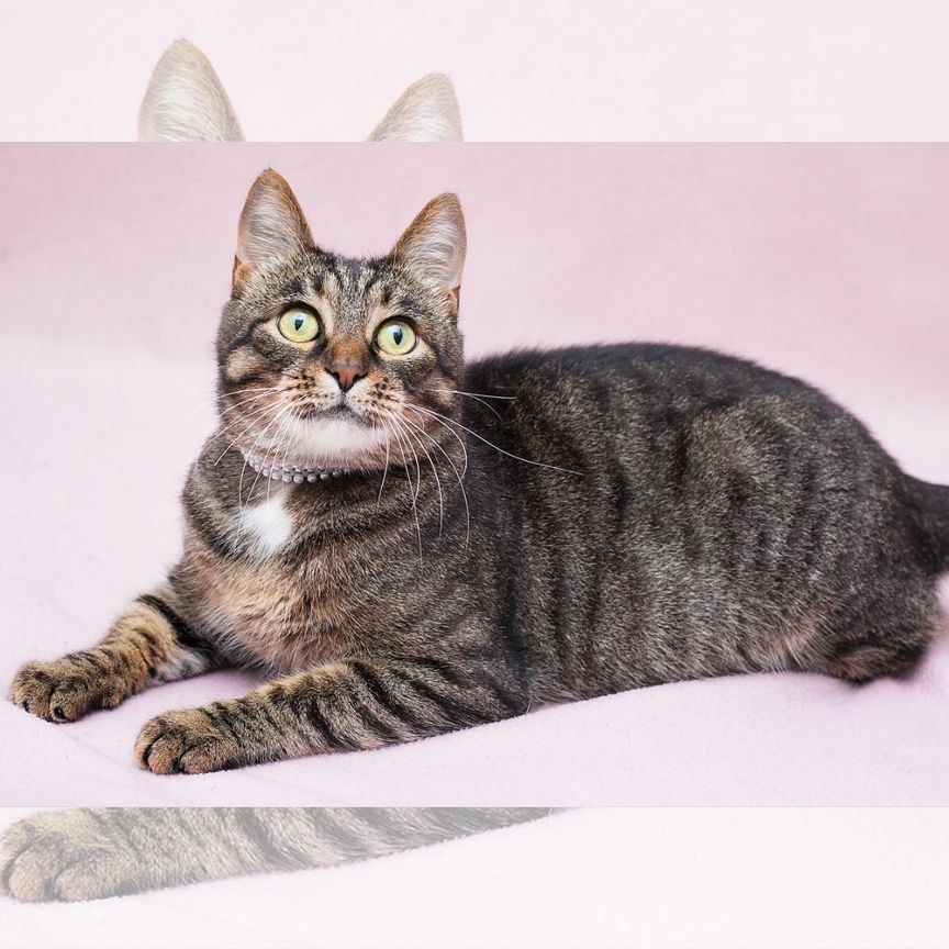 Взрослая кошка в добрые руки