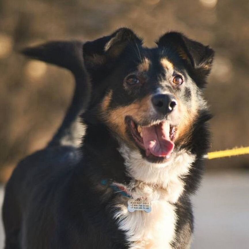 Собака в добрые руки