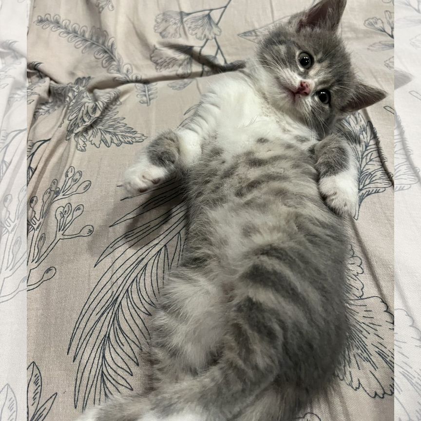 Котёнок в добрые руки