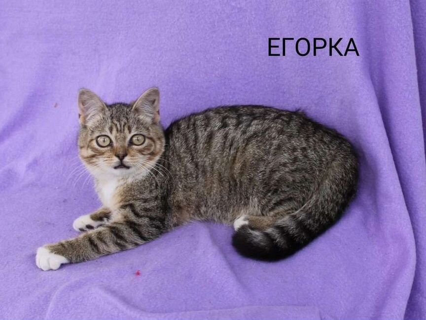 Котята Егорка и Семён