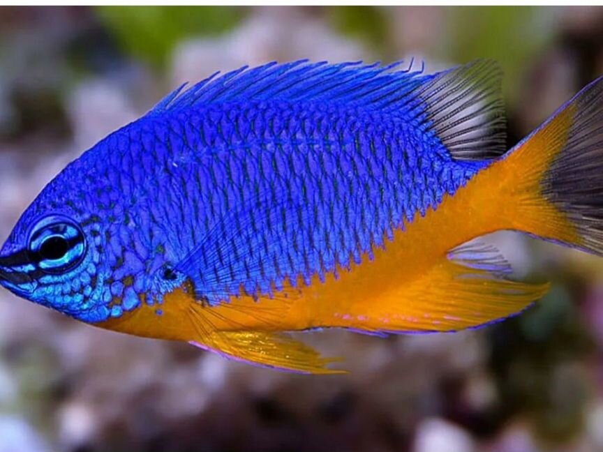 Морские рыбки