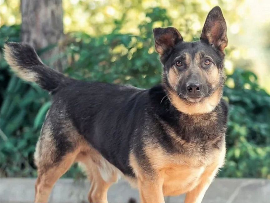 Маленькая собака в добрые руки