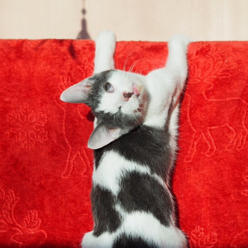 Котенок видит сердцем