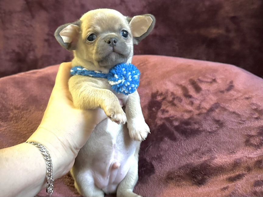 Щенки чихуахуа