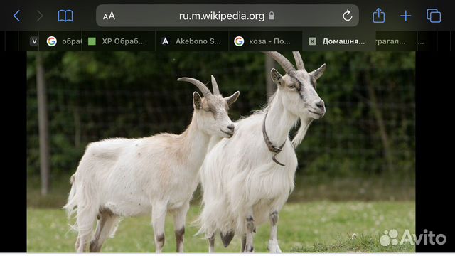 Мясо козлятина