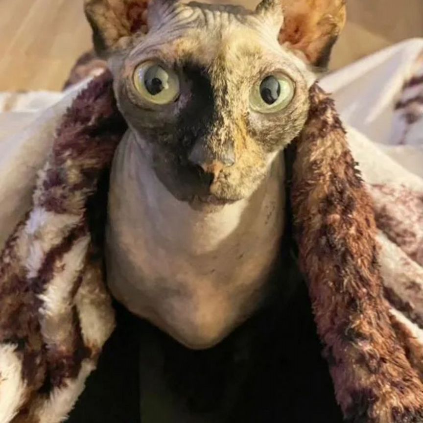 Канадский сфинкс