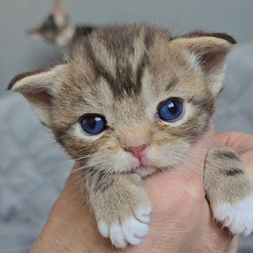 Девон-рекс котёнок