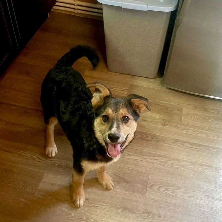 Щенок девочка Лилу 4 мес ищет дом