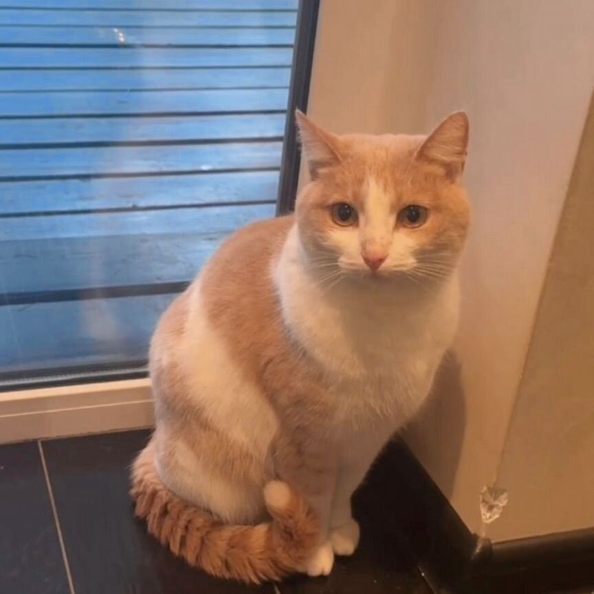 Ласковая кошечка в поисках дома